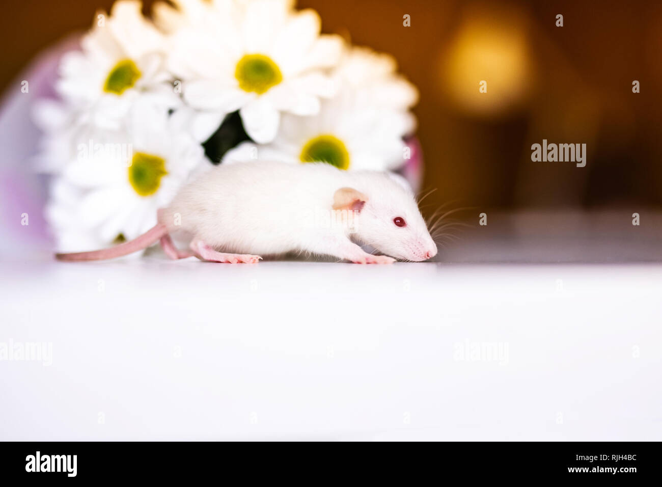 Cute little white rat with big ears siting in the white flowers on the ...