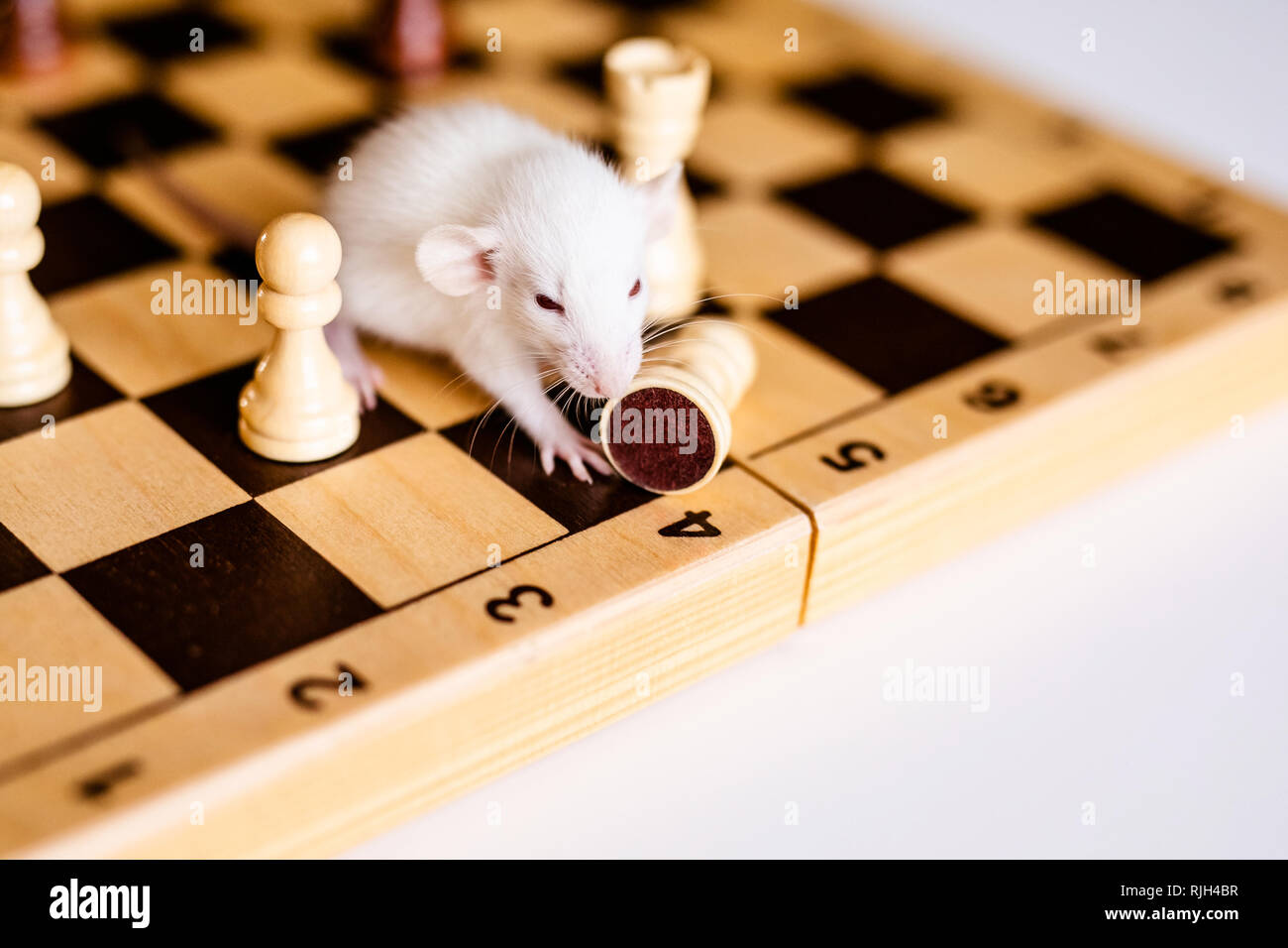 Cute little white rat with big ears siting on the chess board on the ...