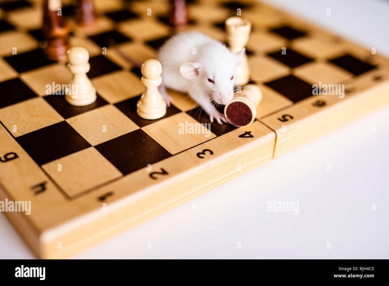 Cute little white rat with big ears siting on the chess board on the ...