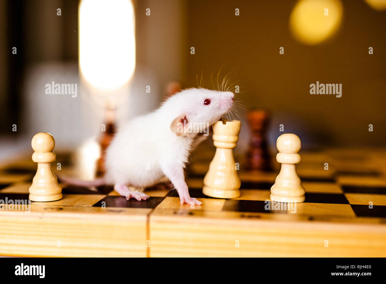 Cute little white rat with big ears siting on the chess board on the ...