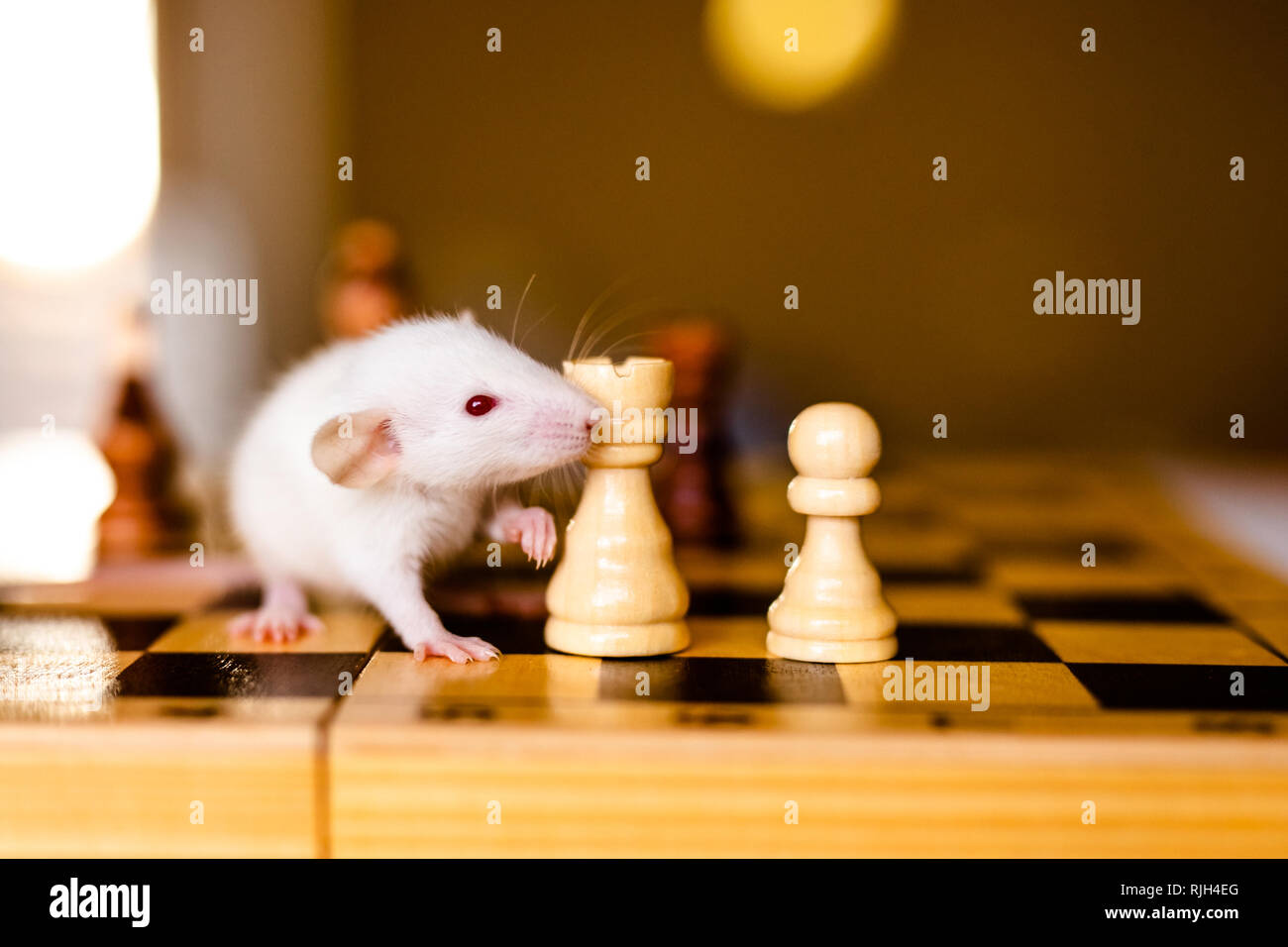 Cute little white rat with big ears siting on the chess board on the ...