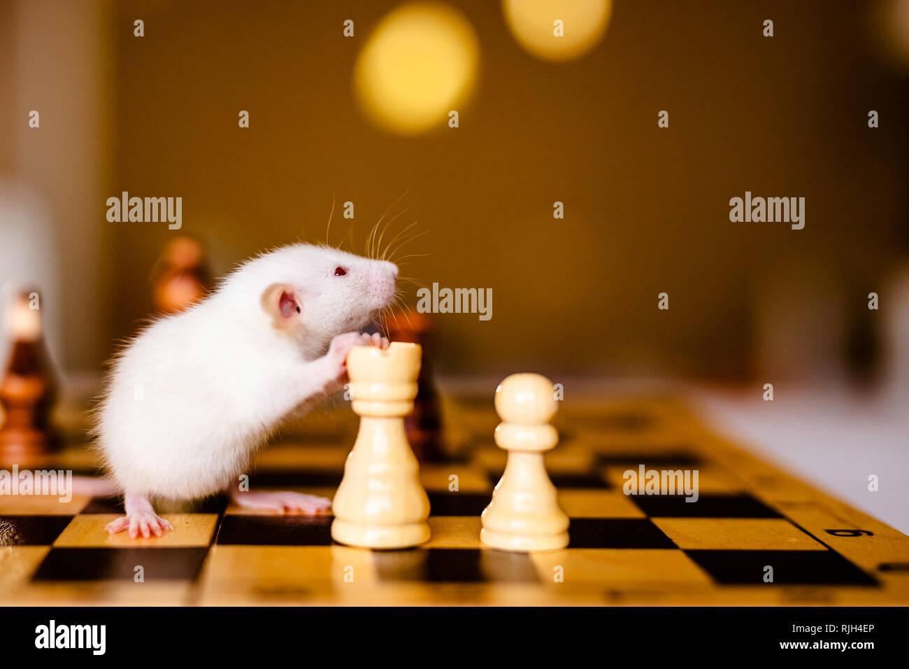 Cute little white rat with big ears siting on the chess board on the ...