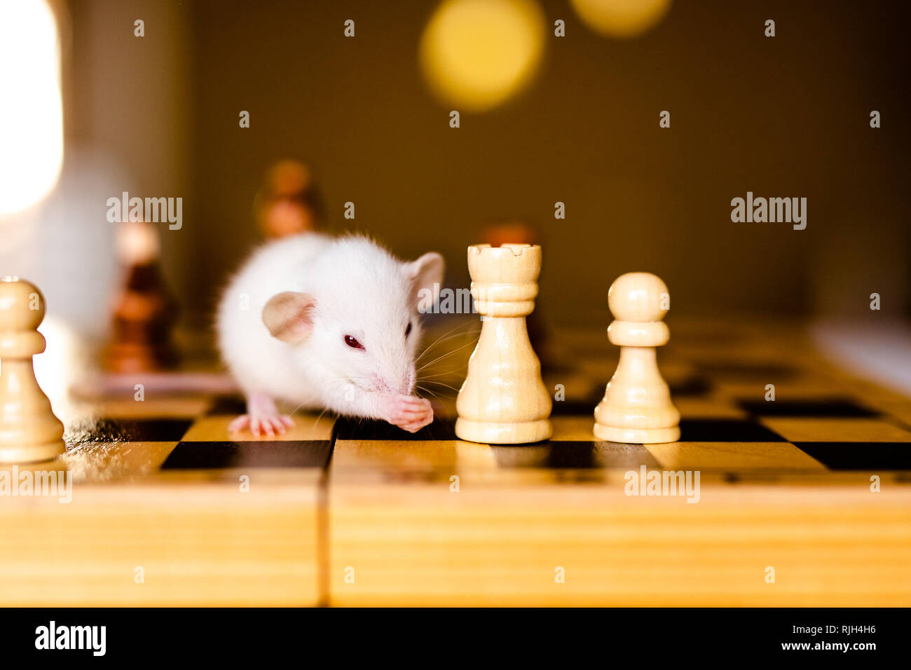 Cute little white rat with big ears siting on the chess board on the ...