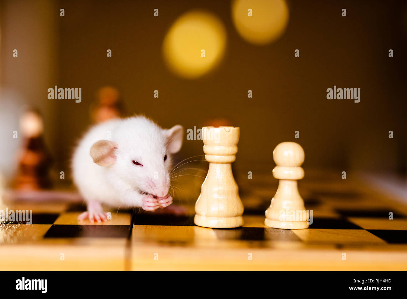 Cute little white rat with big ears siting on the chess board on the ...