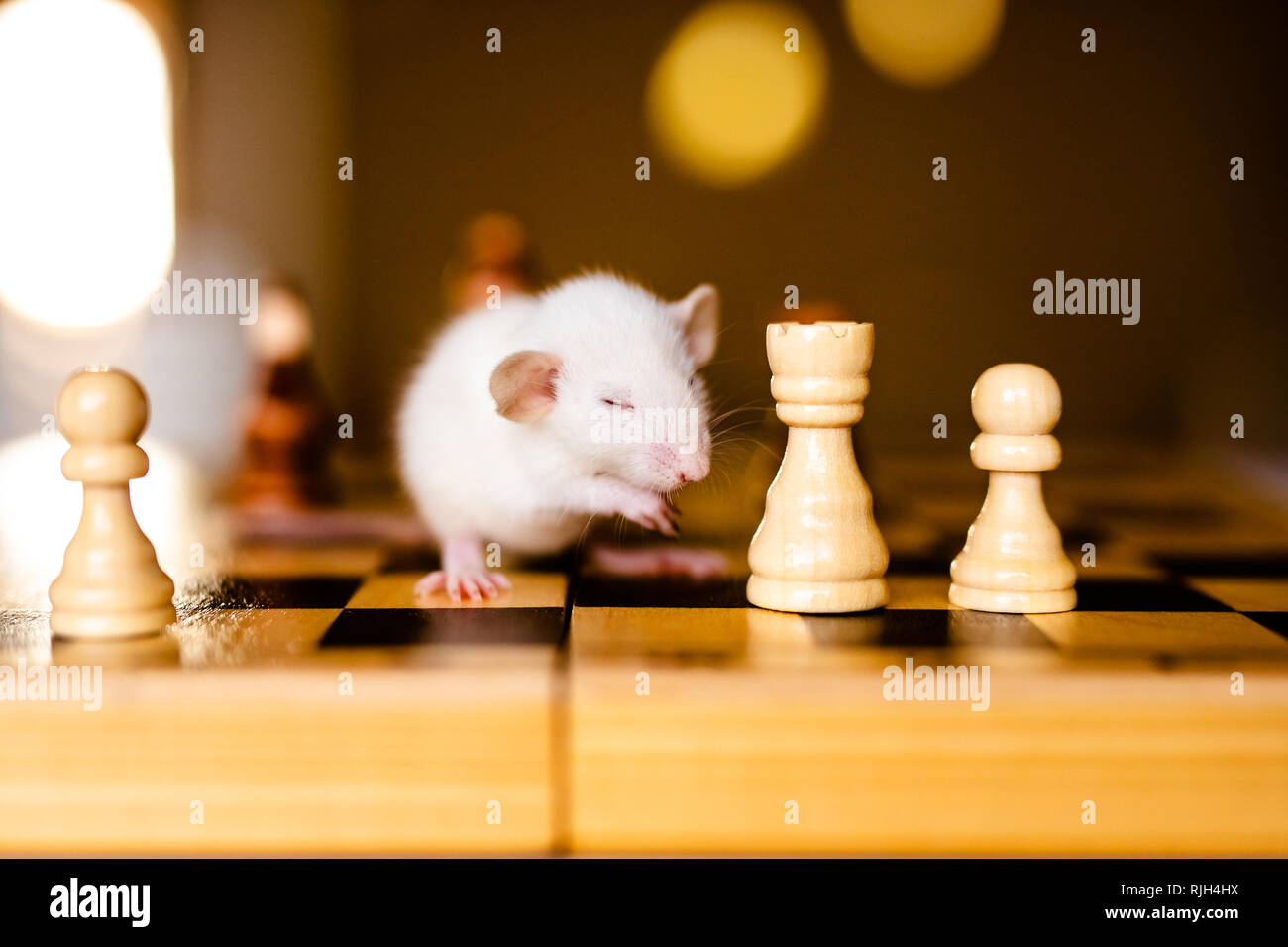 Cute little white rat with big ears siting on the chess board on the ...
