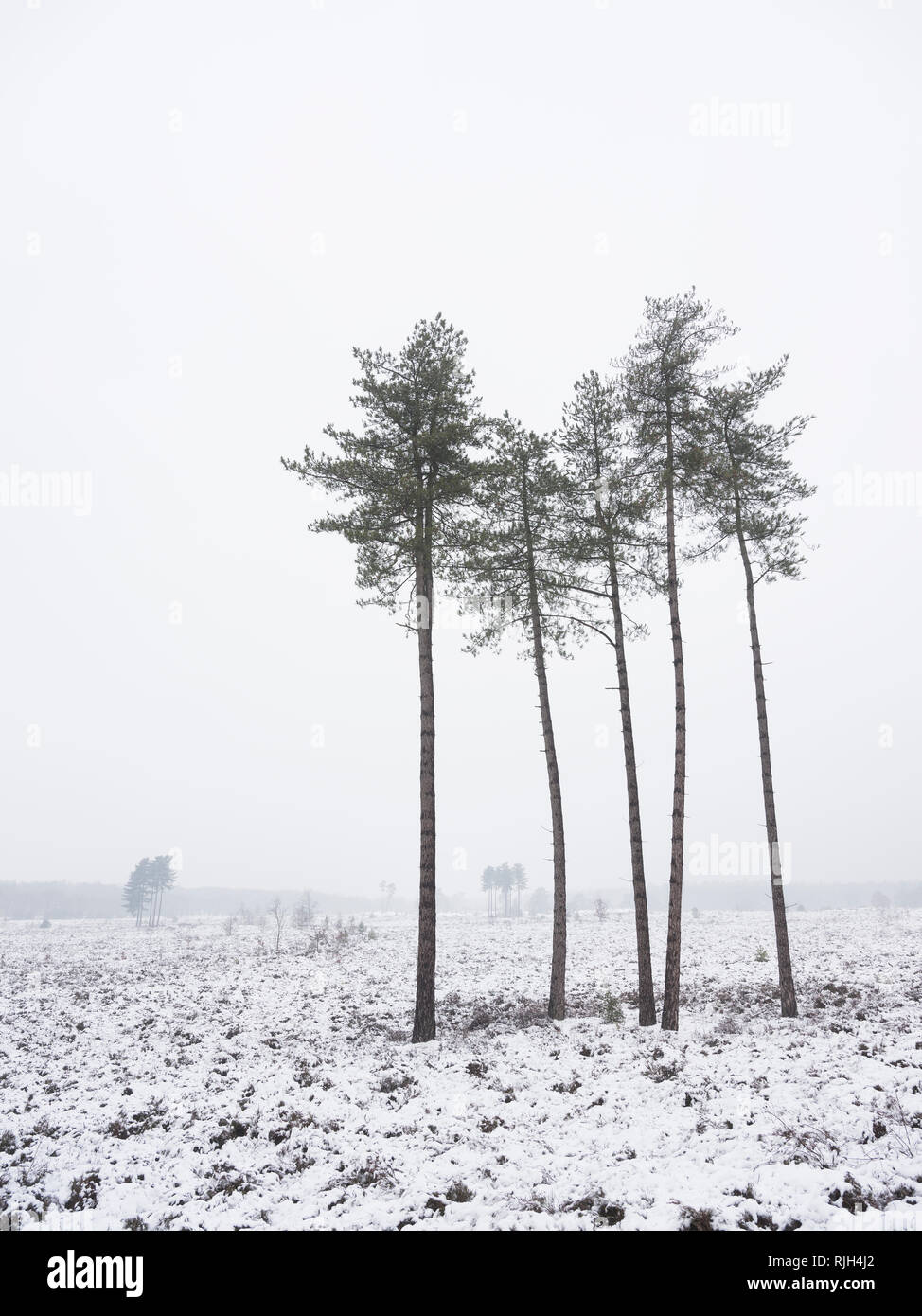 small group of pine trees in winter landscape of leusder heide near ...