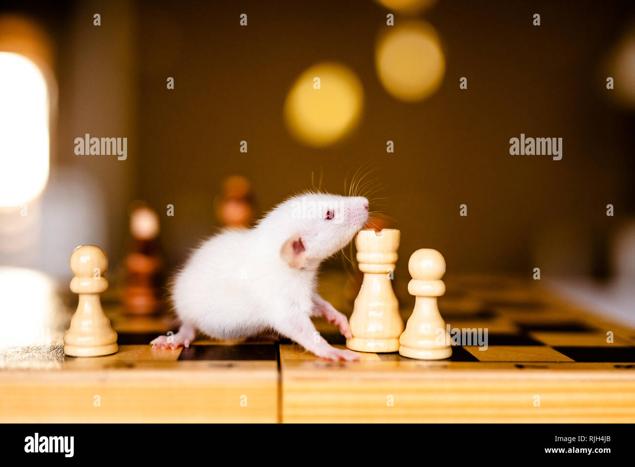 Cute little white rat with big ears siting on the chess board on the ...