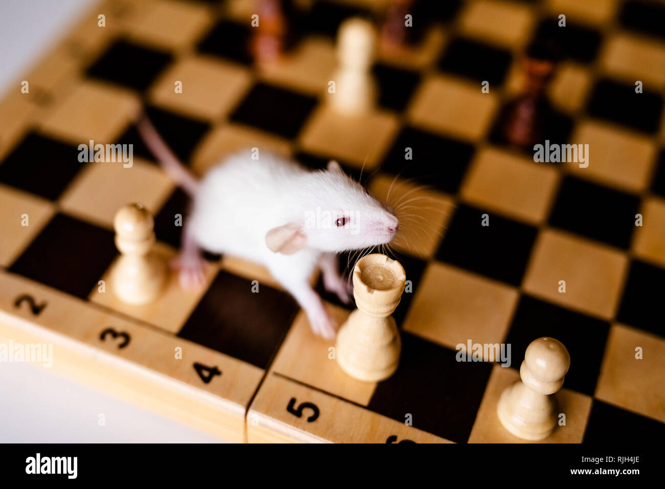 Cute little white rat with big ears siting on the chess board on the ...