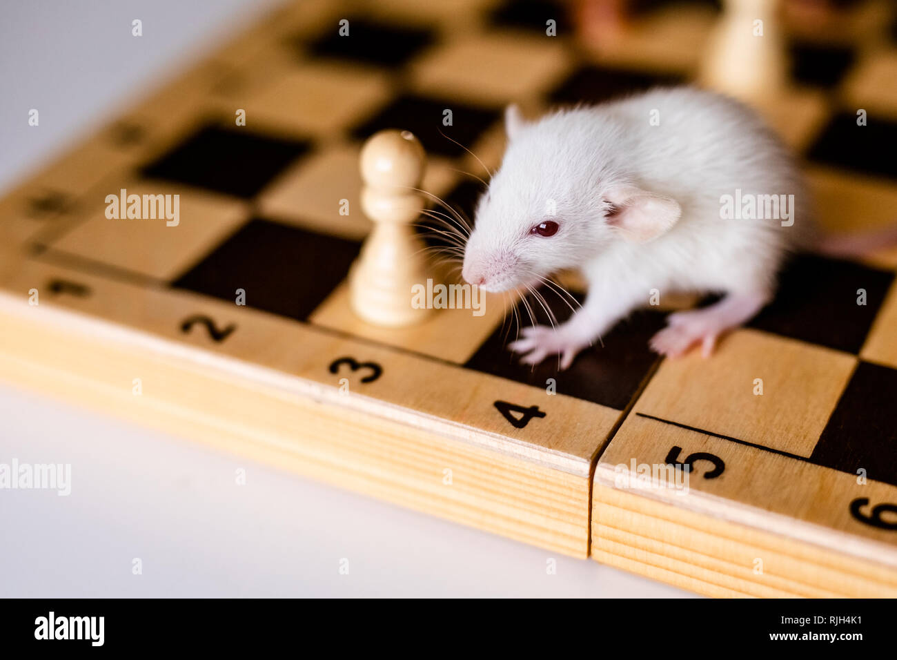 Cute little white rat with big ears siting on the chess board on the ...