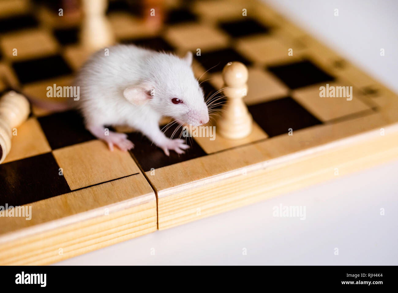 Cute little white rat with big ears siting on the chess board on the ...