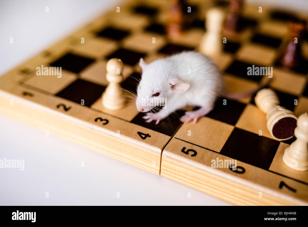 Cute little white rat with big ears siting on the chess board on the ...