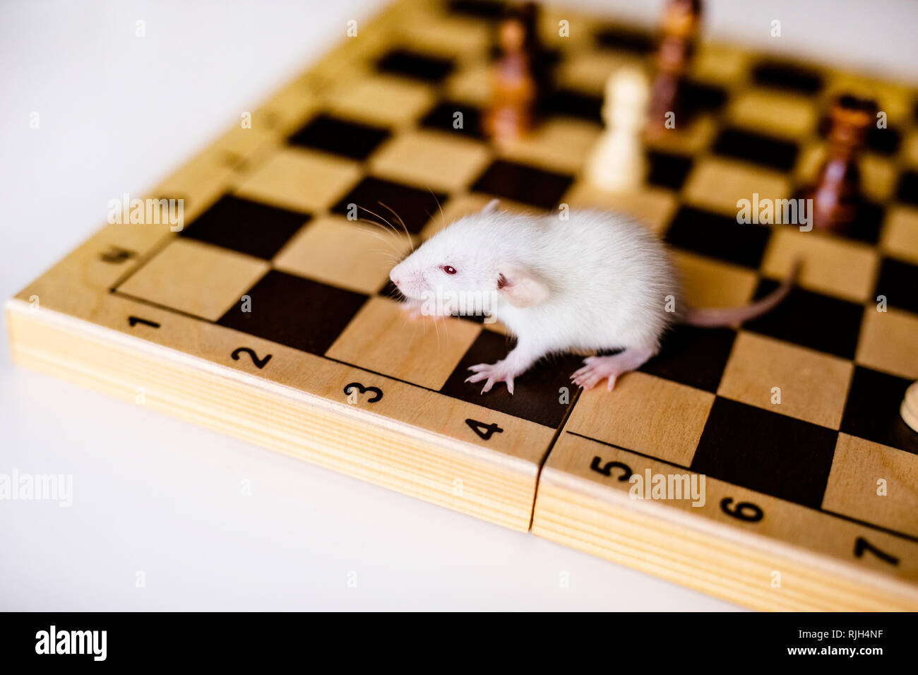 Cute little white rat with big ears siting on the chess board on the ...