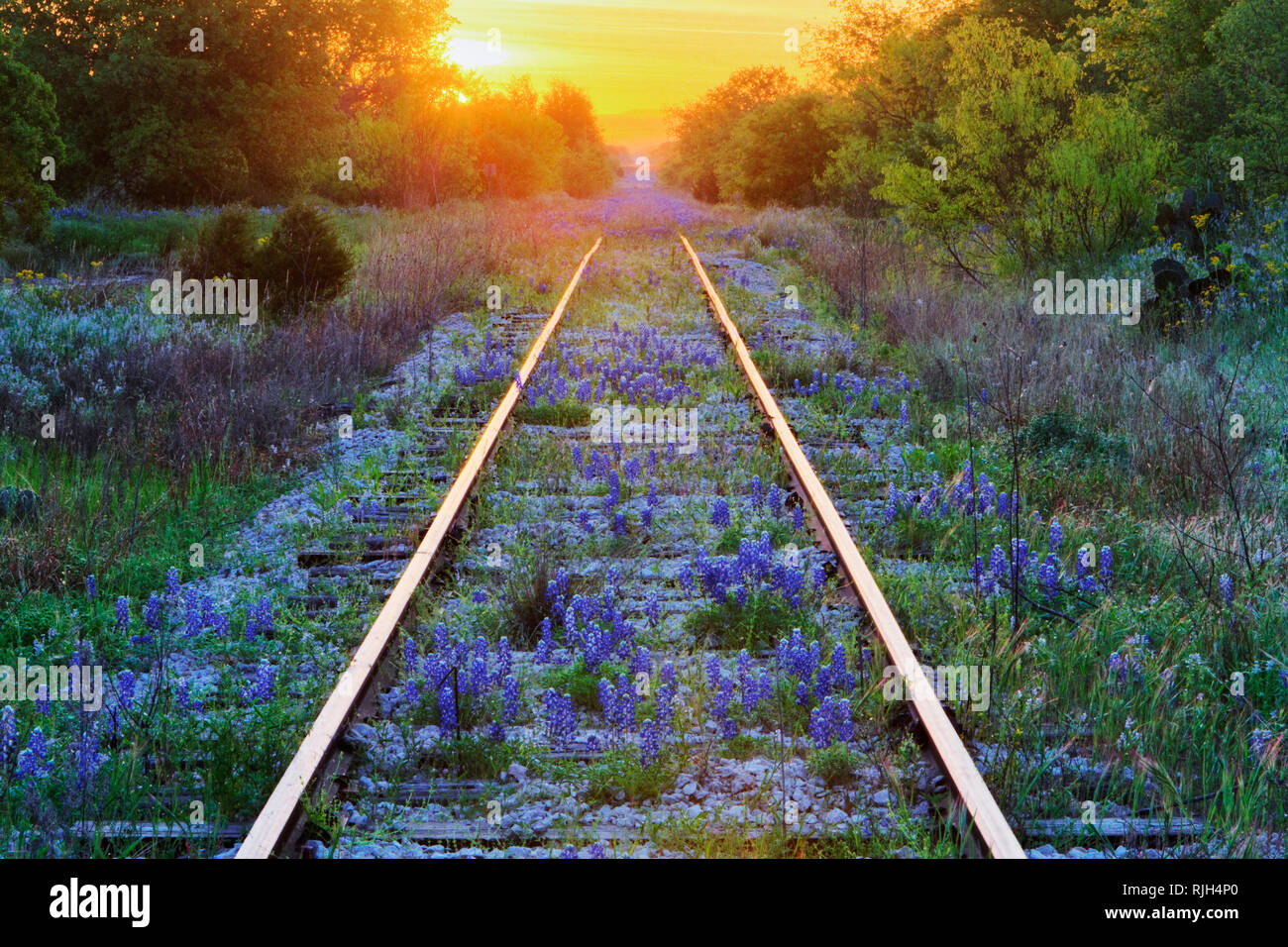 Blue Bonnets on Railroad Tracks Stock Photo - Alamy