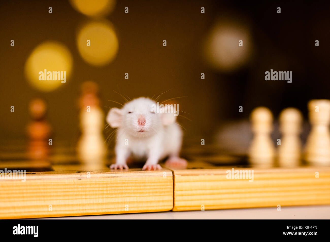 Cute little white rat with big ears siting on the chess board on the ...
