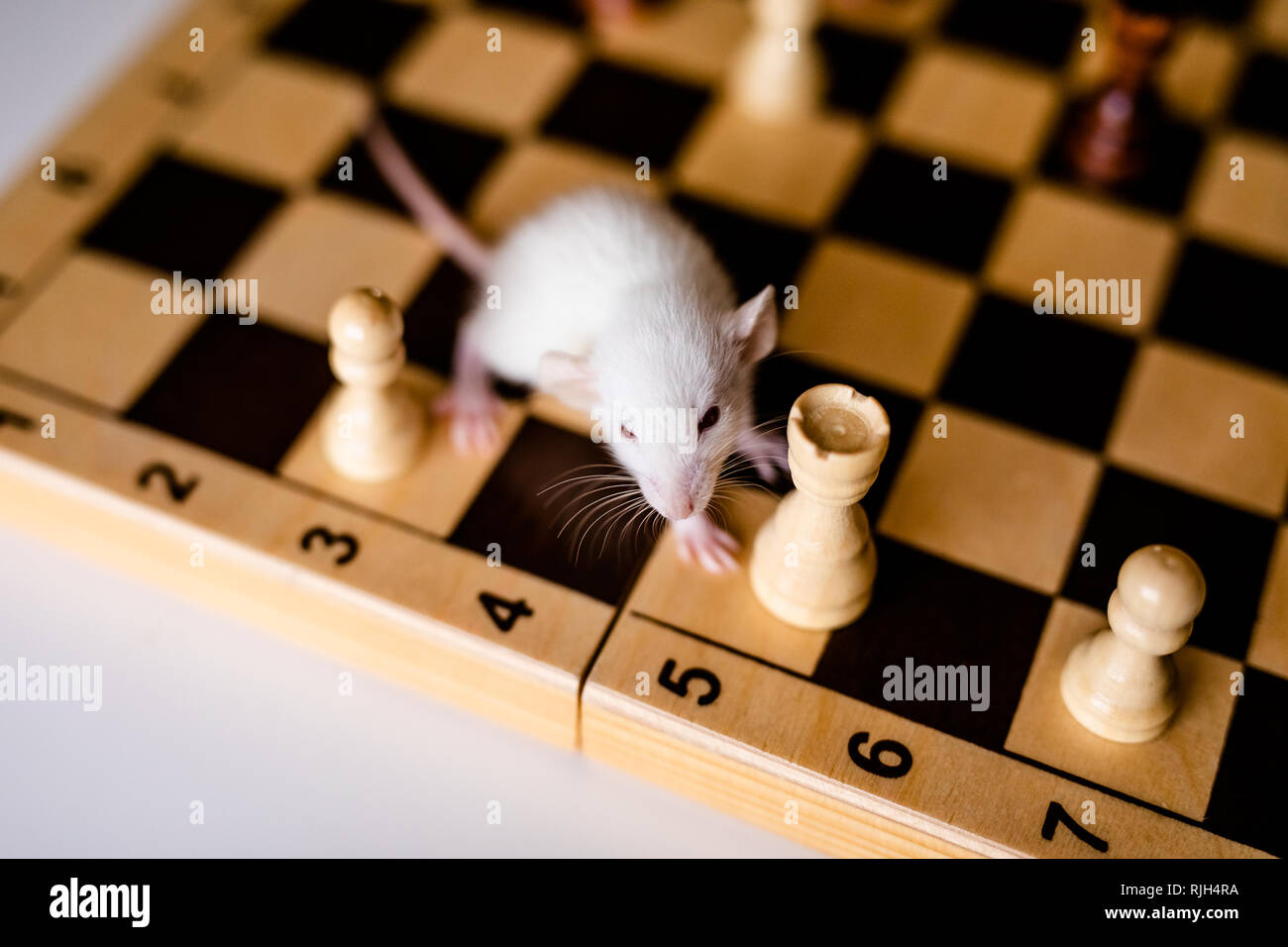 Cute little white rat with big ears siting on the chess board on the ...