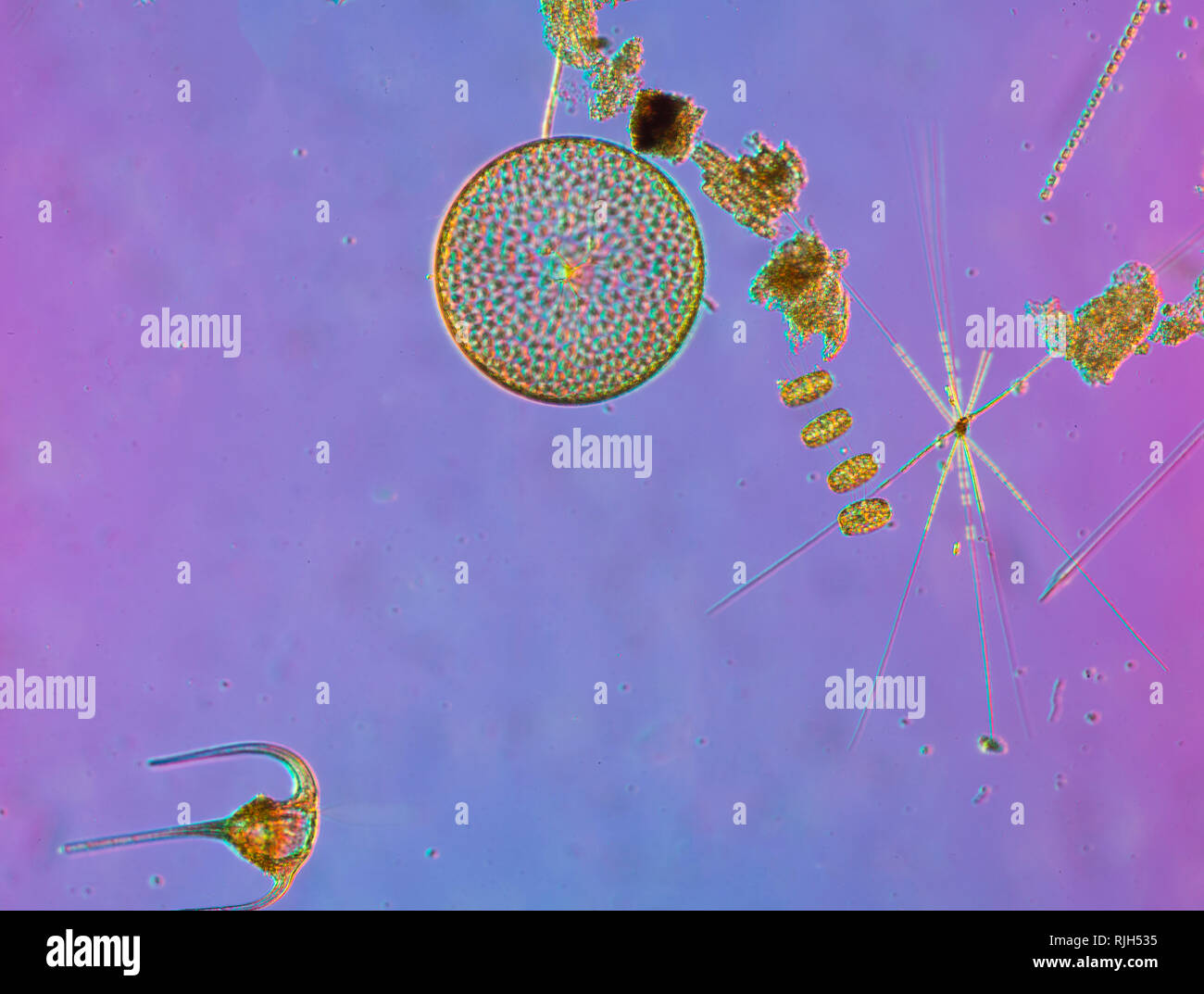 Microorganisms Plants Hi Res Stock Photography And Images Alamy