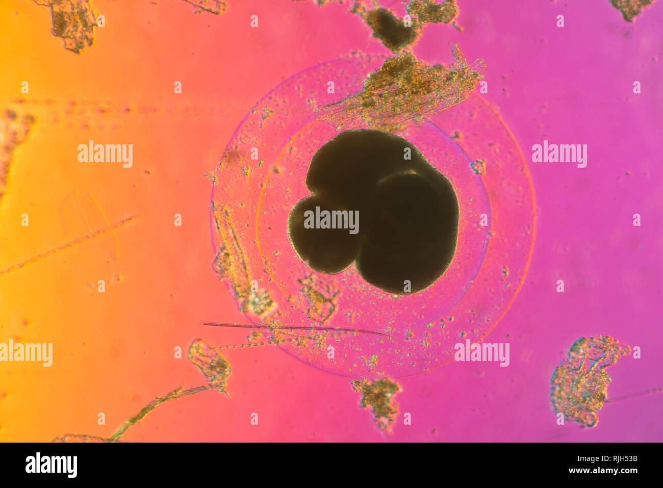 Sea water microscope hi-res stock photography and images - Alamy