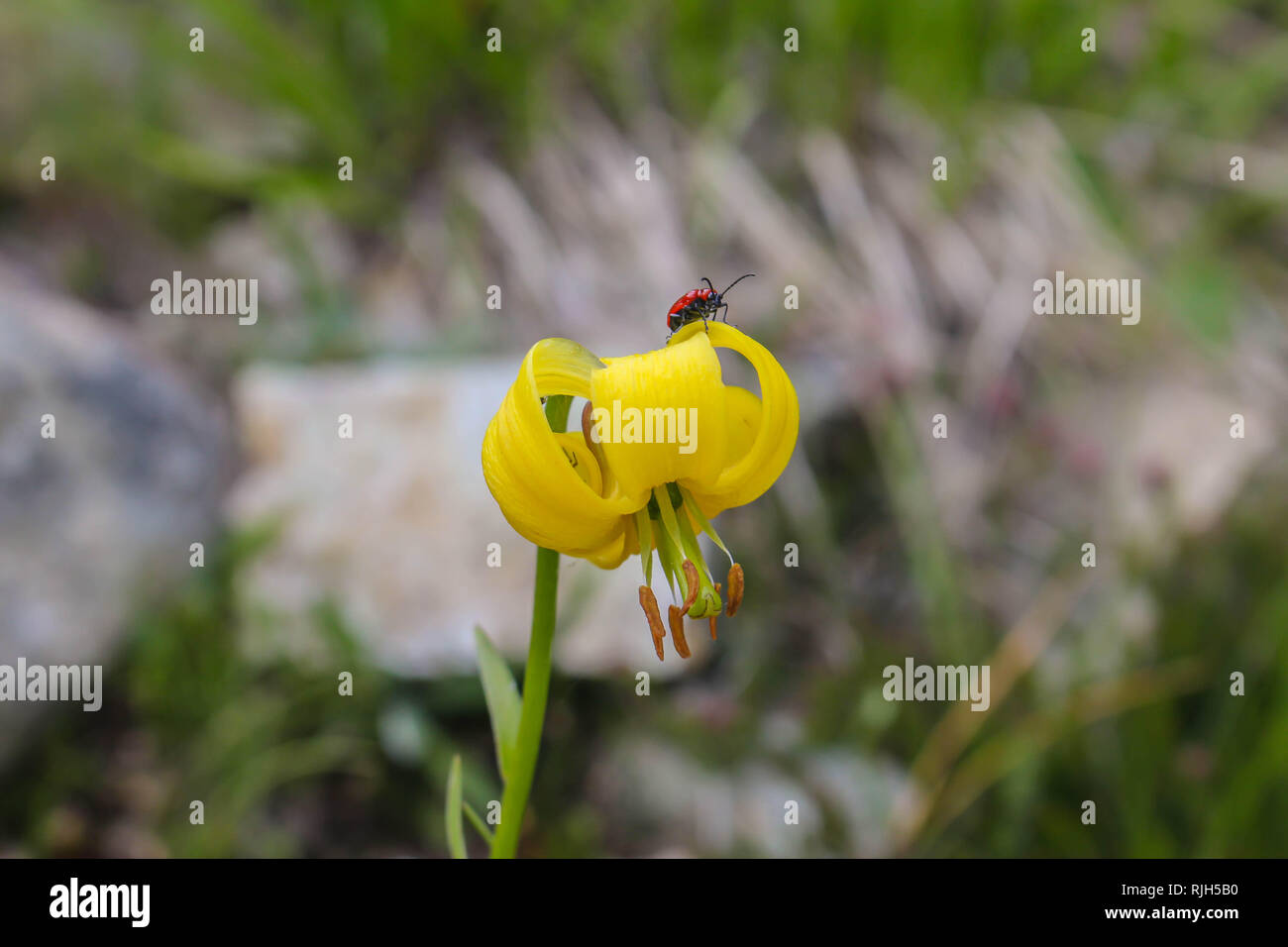 Single cardinal beetle / Pyrochroa on the yellow flower of wild species ...