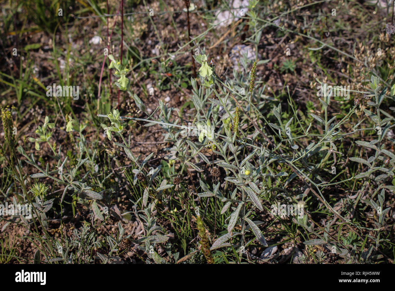 Plant Stachys iva in Macedonia close to Pletvar Stock Photo - Alamy