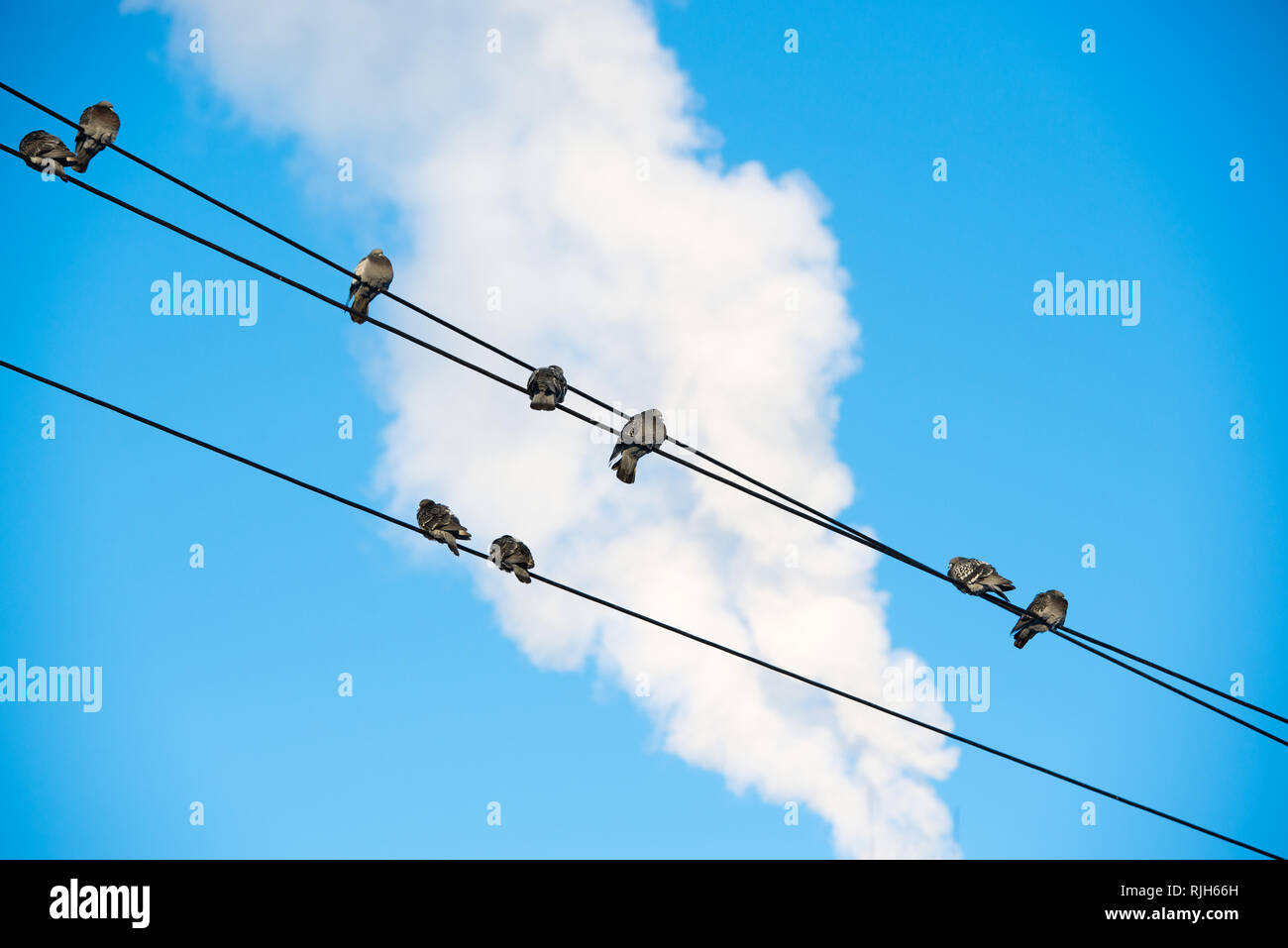 Birds Sitting On Power Lines High Resolution Stock Photography and ...