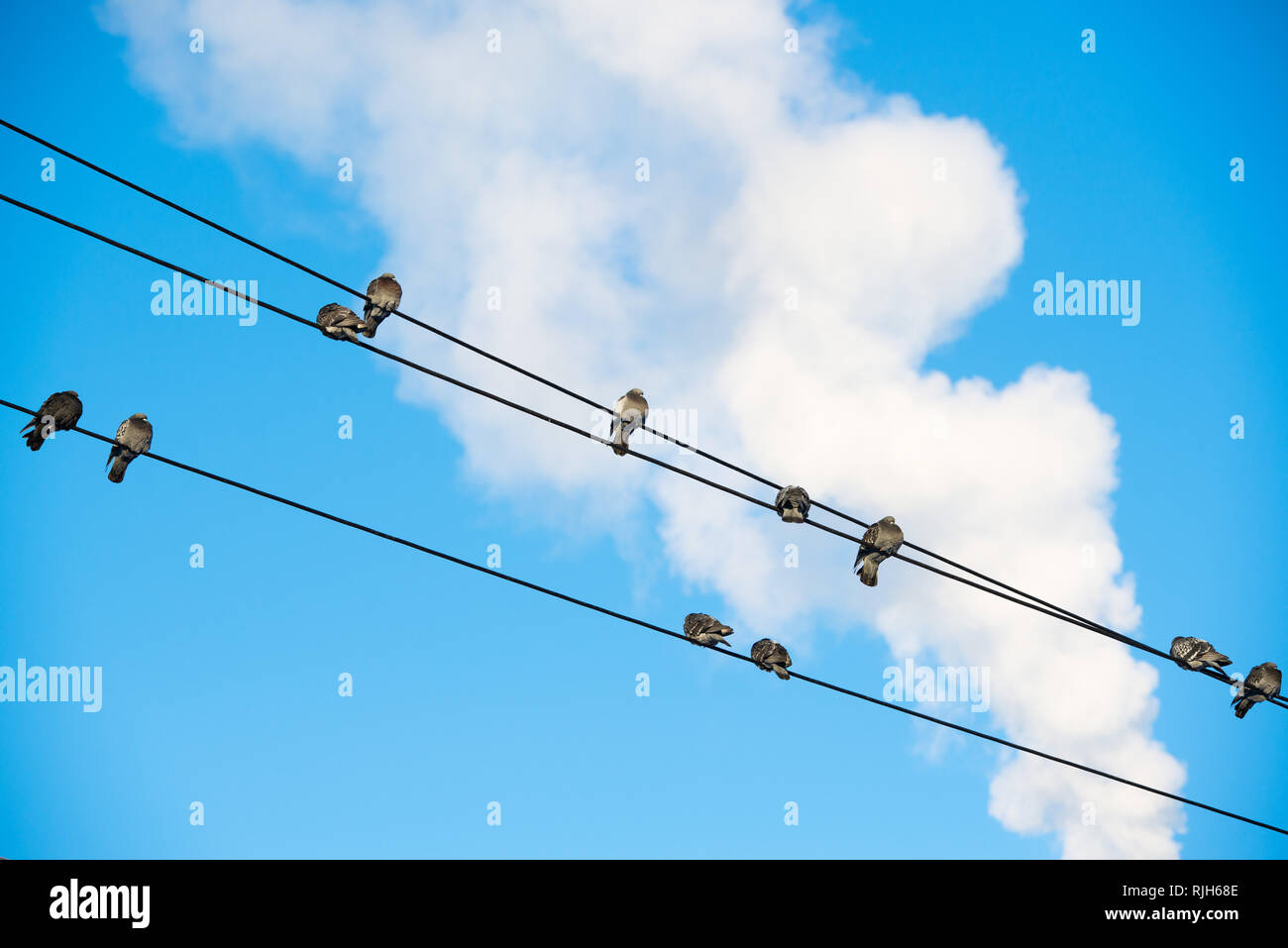 Pigeons On Telephone Wires Stock Photos & Pigeons On Telephone Wires ...