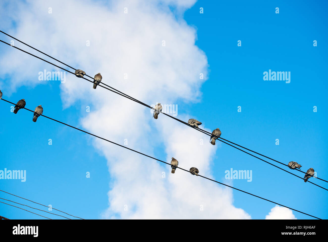 Pigeons are sitting on wires. Birds sitting on power lines over clear ...