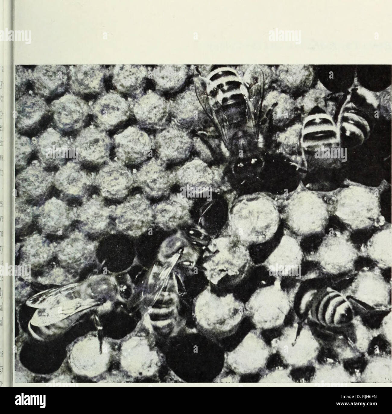 . Beekeeping in the Midwest. Bees; Bee culture. Worker bees on sealed ...