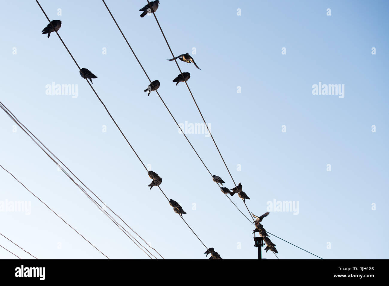 Birds Sitting On Power Lines High Resolution Stock Photography and ...