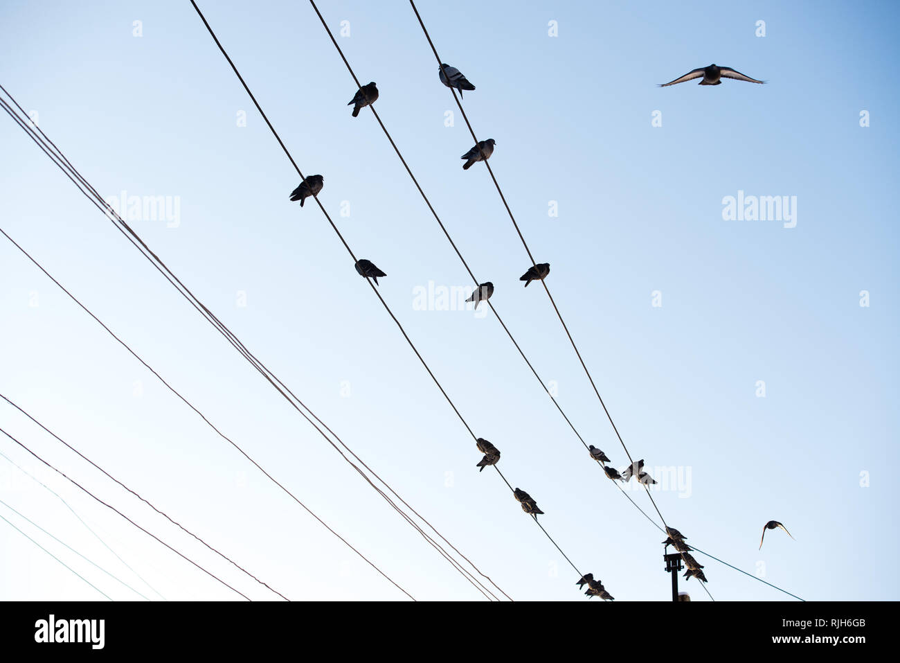 Birds Sitting On Power Lines High Resolution Stock Photography and ...