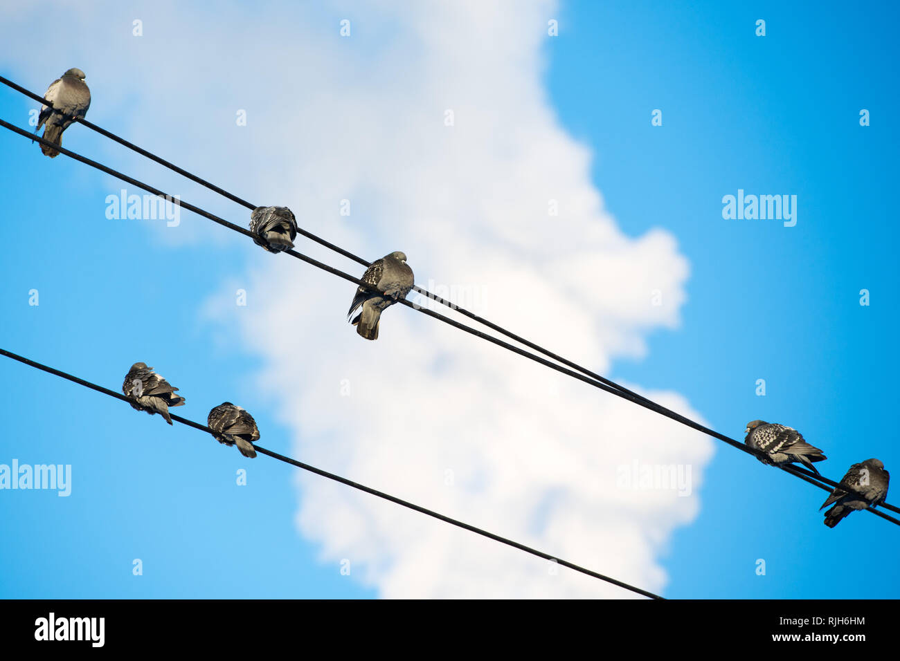 Pigeons are sitting on wires, birds sitting on power lines over clear ...