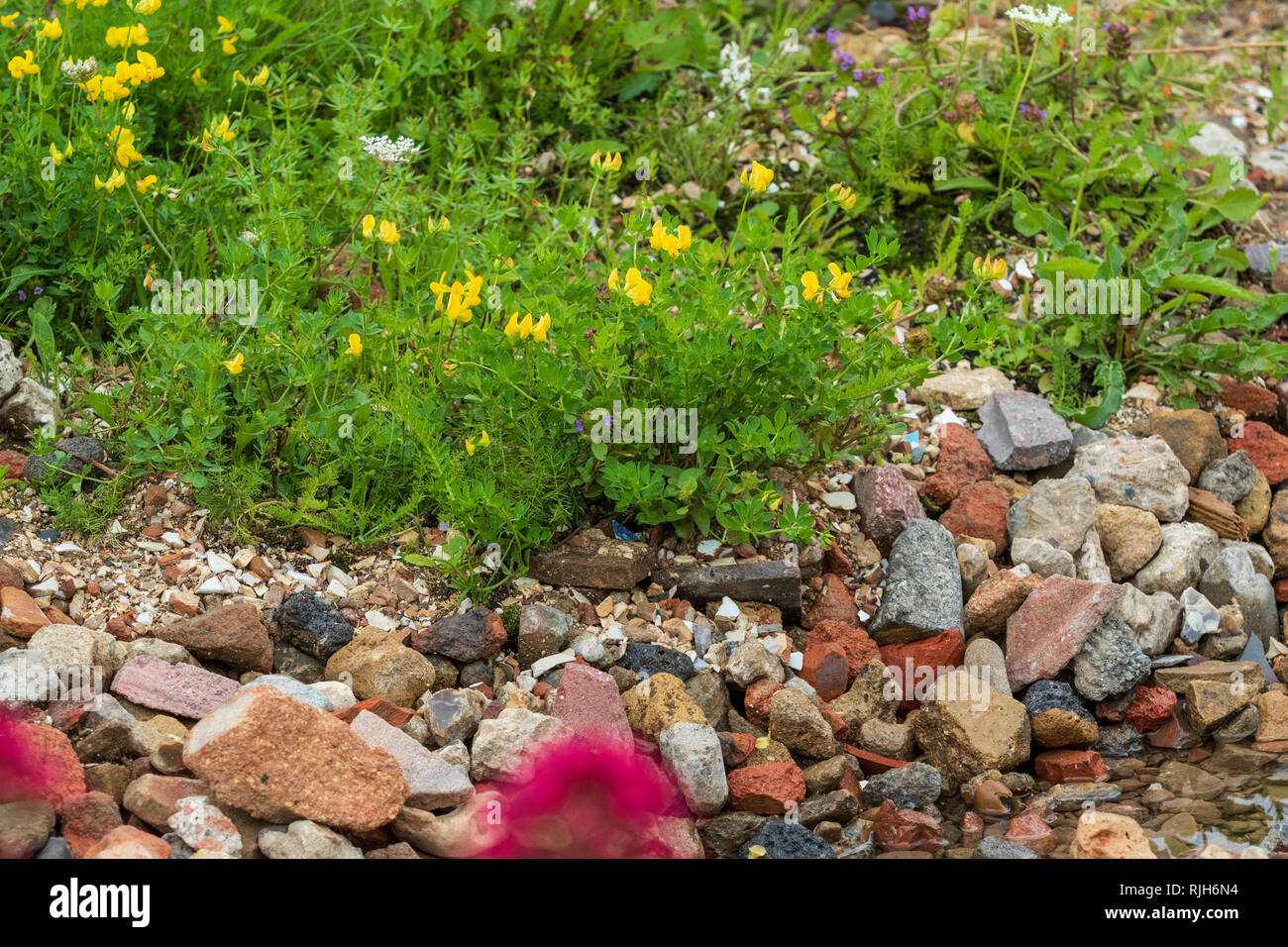 A beautiful Rock garden with flowers in bloom Stock Photo - Alamy