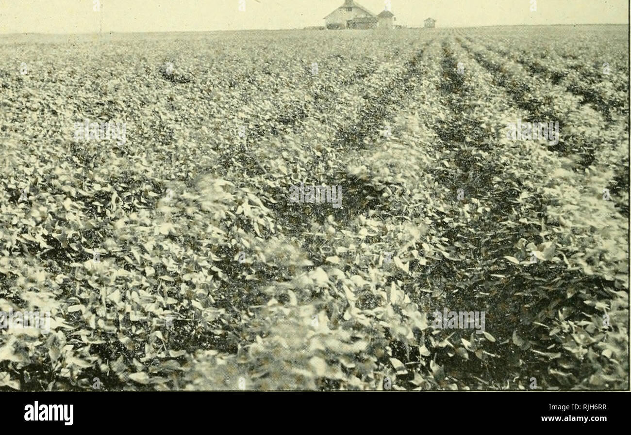 Dry beans planted in fields hi-res stock photography and images - Alamy