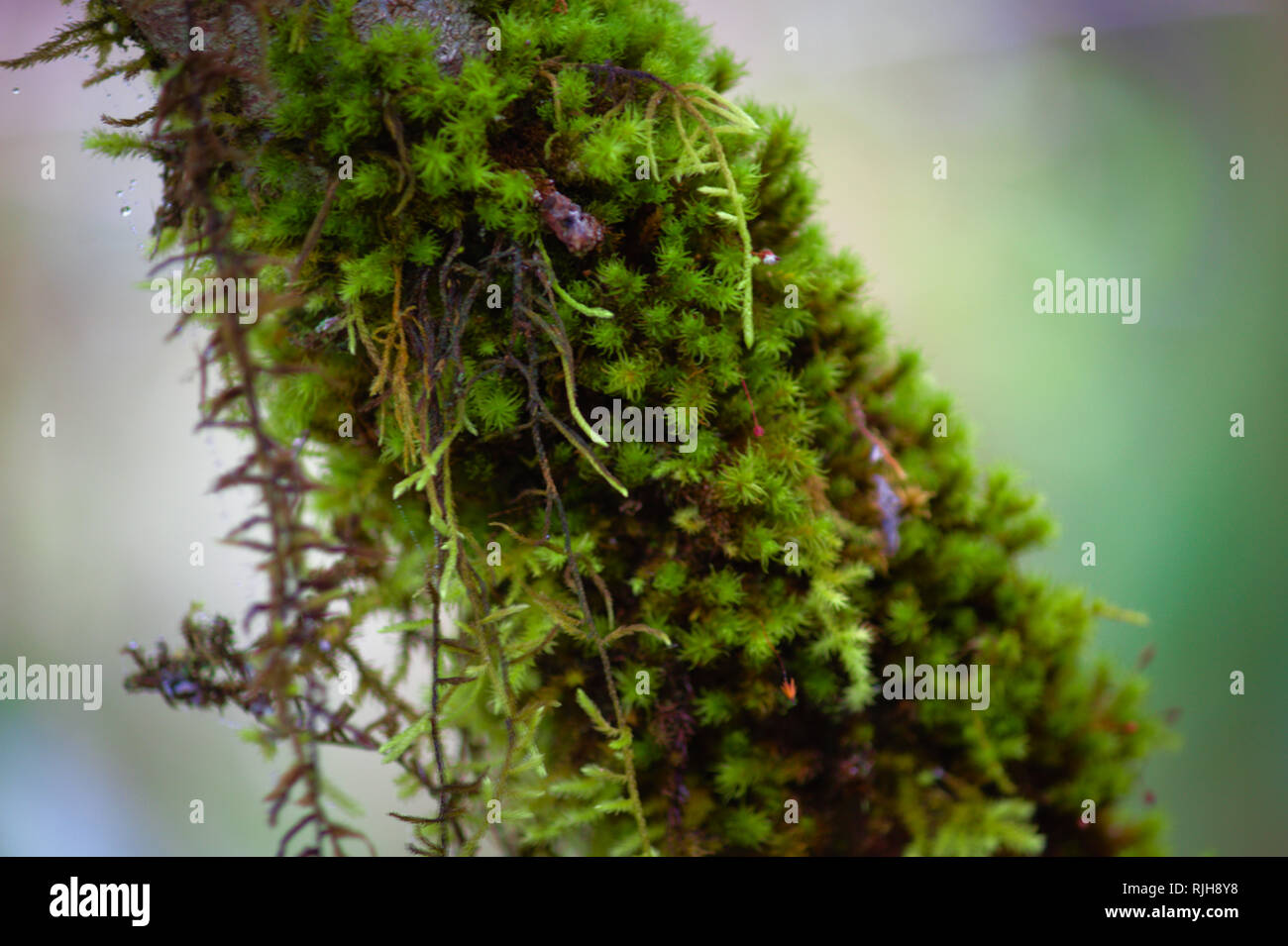 Thotupola kanda hi-res stock photography and images - Alamy