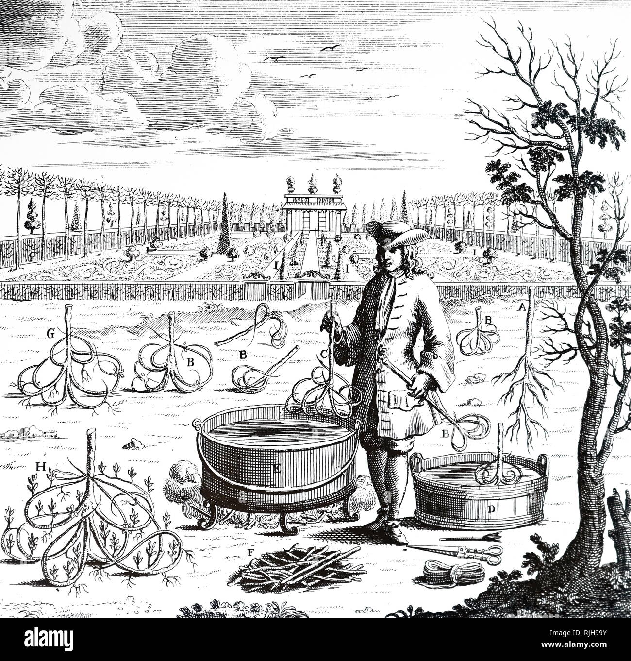 Woodcut tree roots hi-res stock photography and images - Alamy