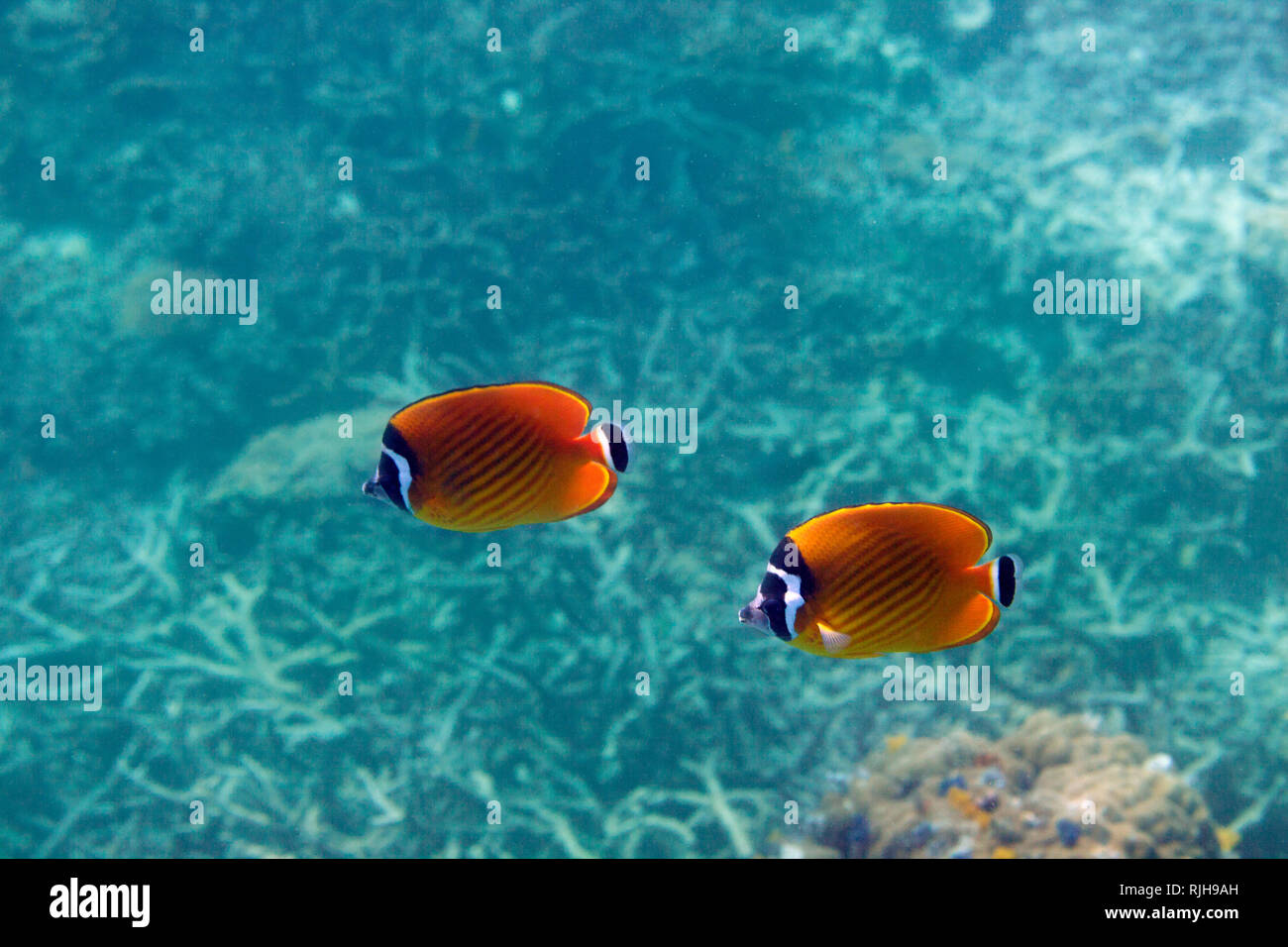 Orange animals hi-res stock photography and images - Alamy