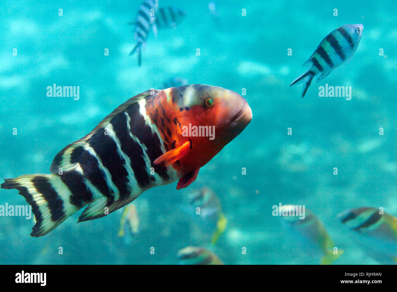 Colour fish hi-res stock photography and images - Alamy