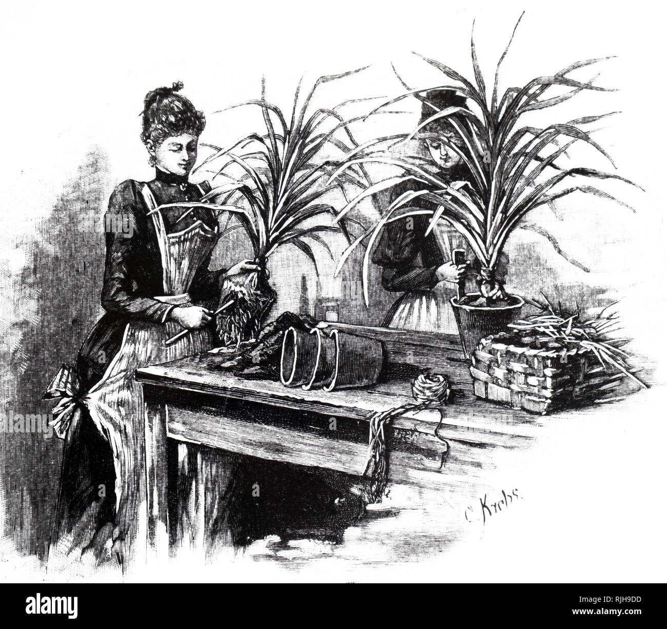 An engraving depicting a female gardener re-potting. At this date ...