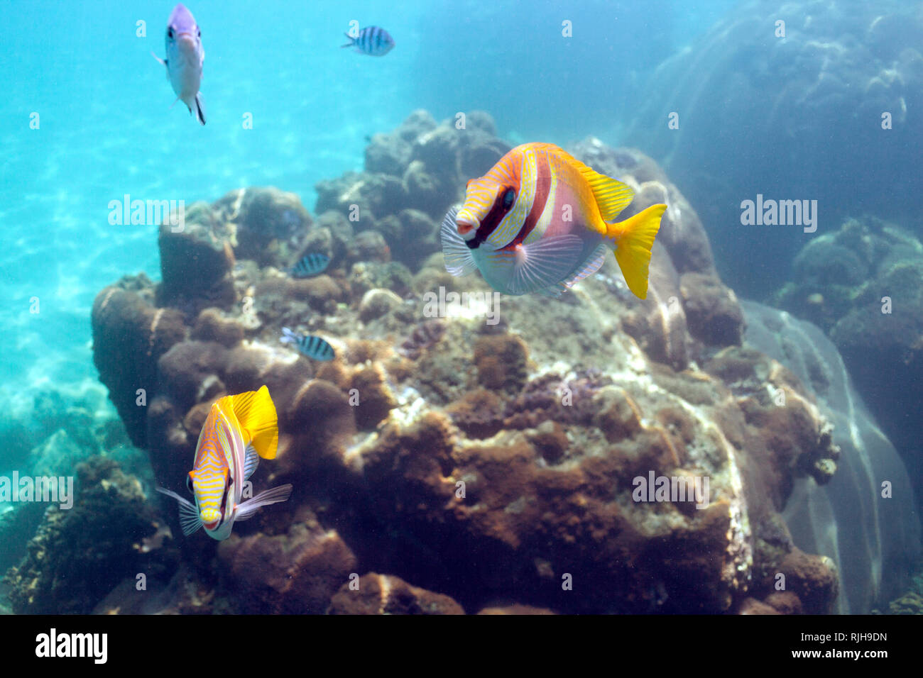 Striped tropical fish hi-res stock photography and images - Alamy