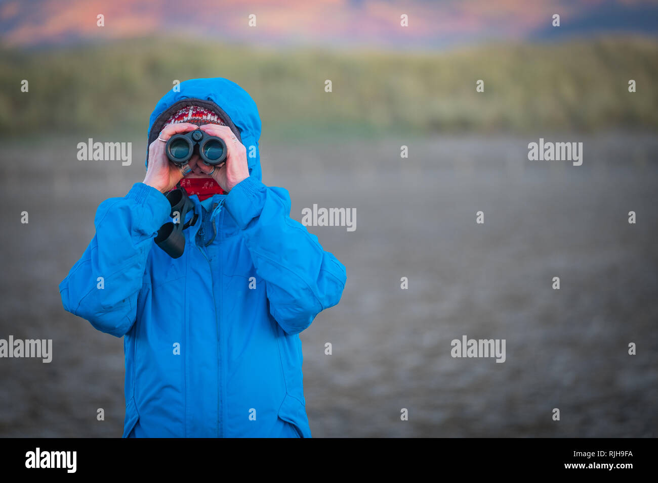 A woman birdwatcher wearing a blue waterproof jacket using looking ...