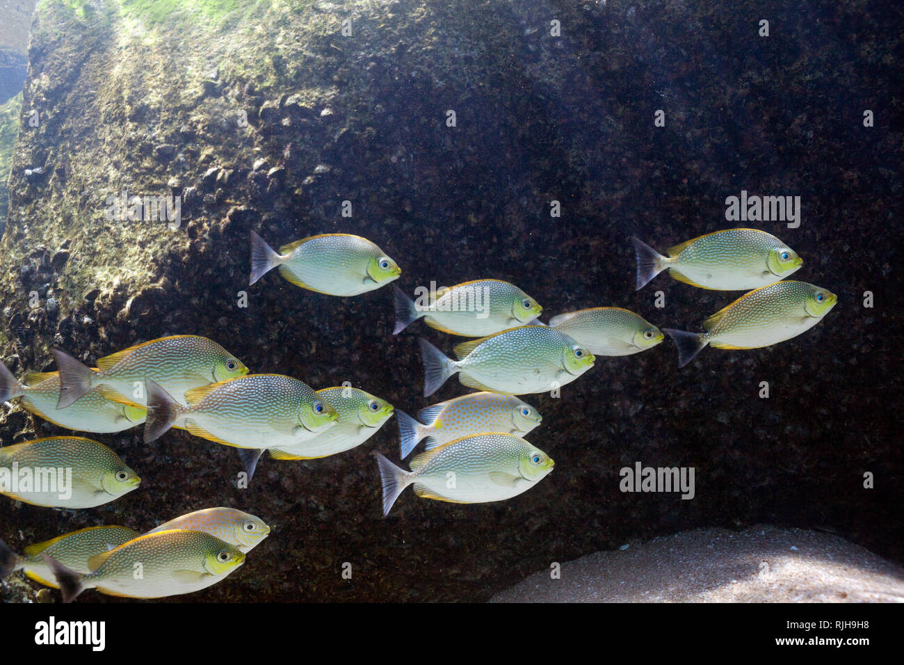 Sea fish and animals hi-res stock photography and images - Alamy
