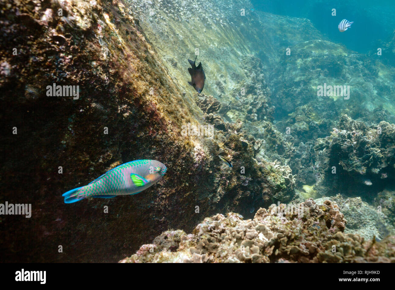 Three fish swimming underwater hi-res stock photography and images - Alamy