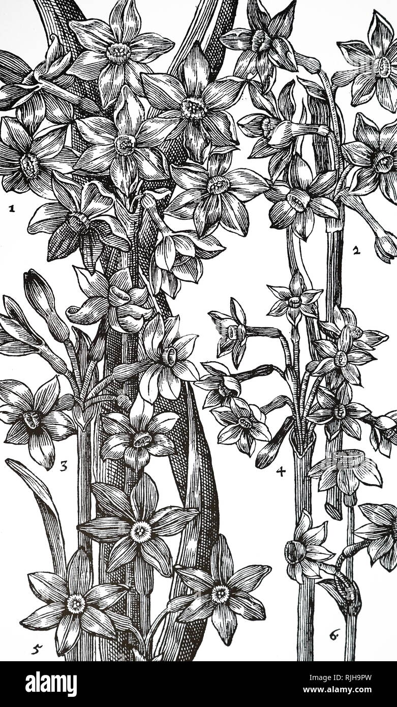 Plant woodcut hi-res stock photography and images - Alamy