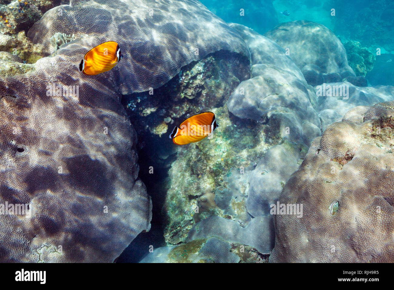 Orange tropical fish Stock Photo - Alamy