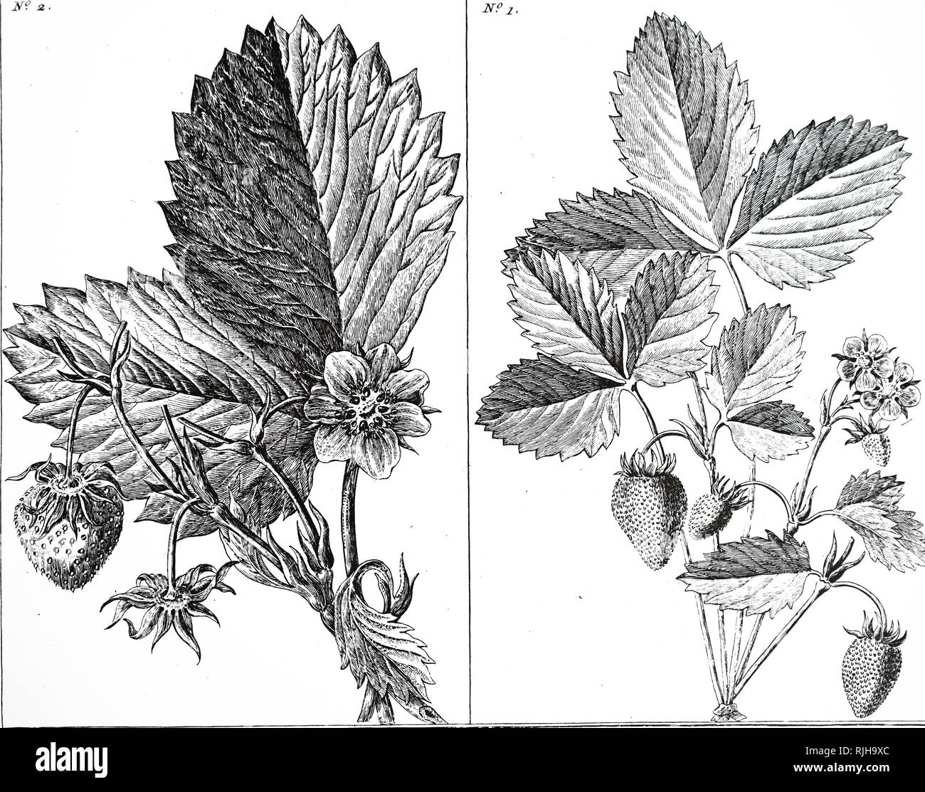 An engraving depicting various types strawberries. Dated 19th century ...