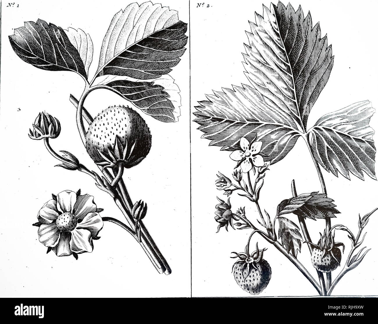 An engraving depicting various types strawberries. Dated 19th century ...