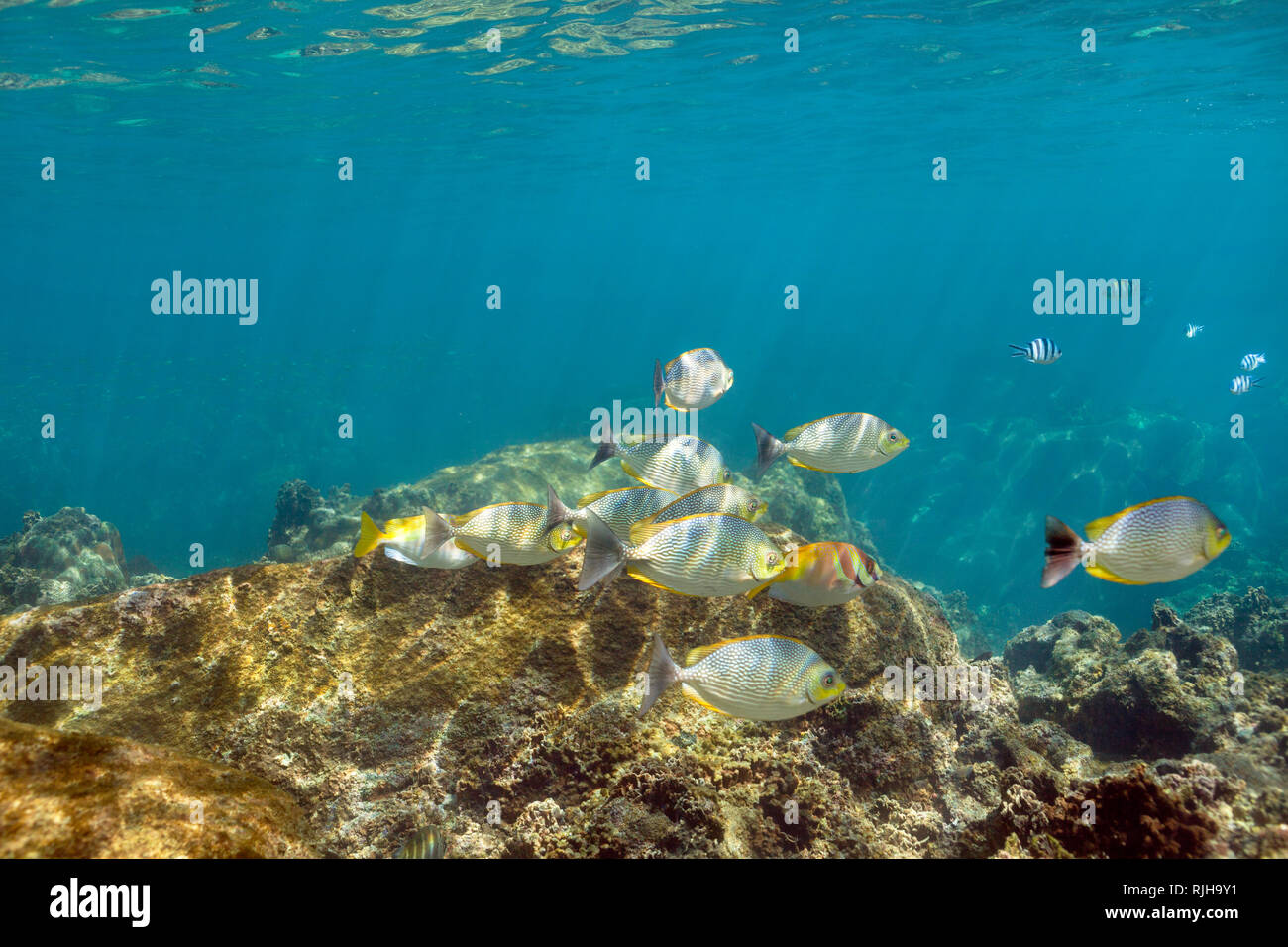 Tropical animals hi-res stock photography and images - Alamy