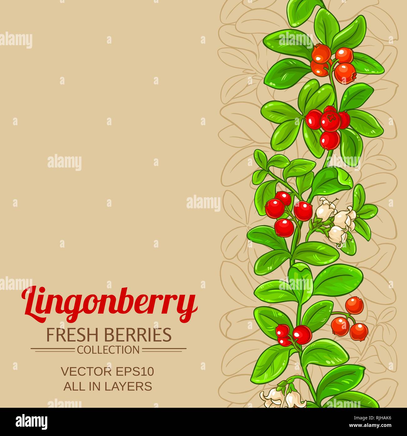 Lingonberry vector vectors hi-res stock photography and images - Alamy