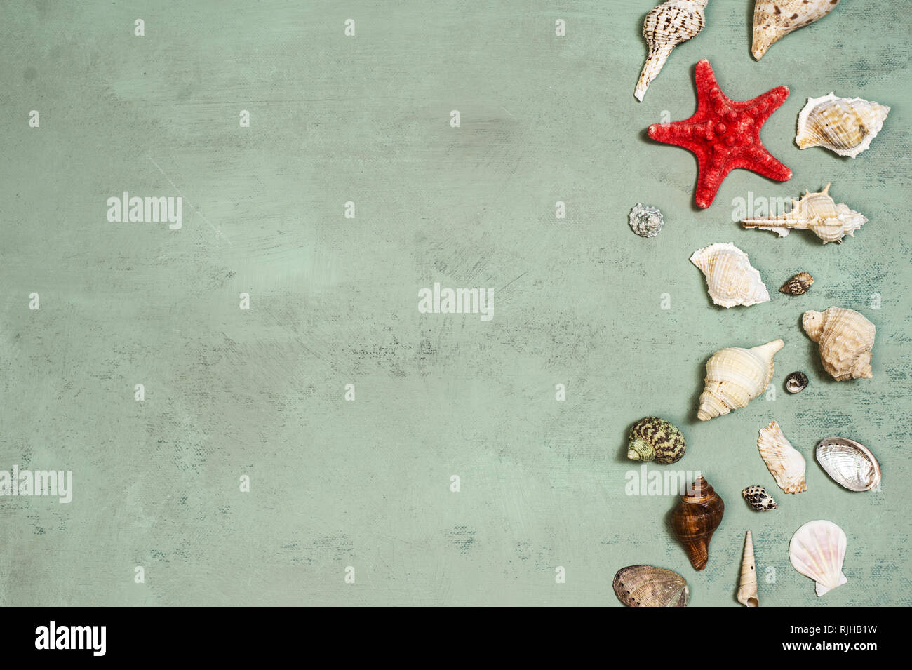 Sea shells on gray background. Summer concept. Flat lay top view ...