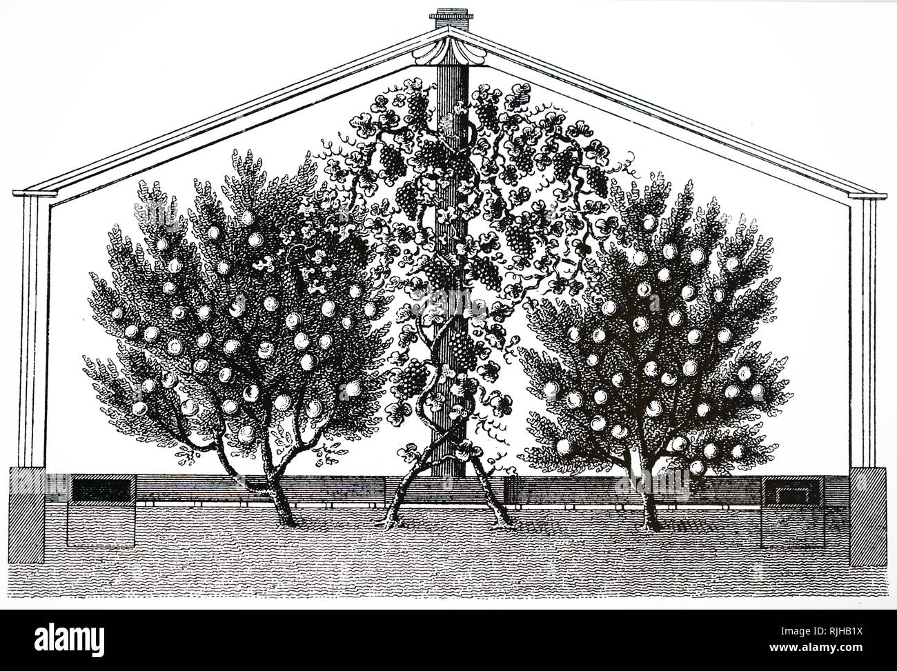 Illustration showing, a sectional view of a glass and steel, 'Peach ...