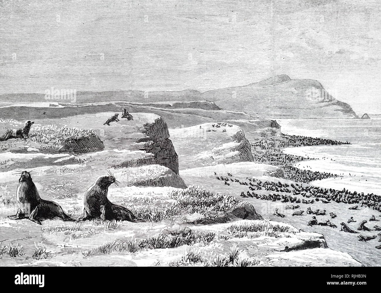 An engraving depicting a rookery of Northern Fur Seals, Bering Strait ...